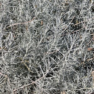 100 SILVER SAGEBRUSH Artemisia Cana Dwarf Sagebrush / Silver Wormwood ...