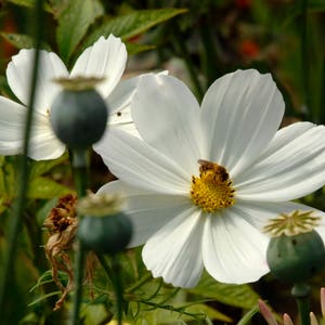 350 PURITY WHITE COSMOS Cosmos Bipinnatus Flower Seeds - Etsy