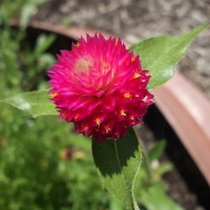 50 GLOBE AMARANTH MIX Gomphrena Globosa Mixed Colors Amaranthus Flower ...