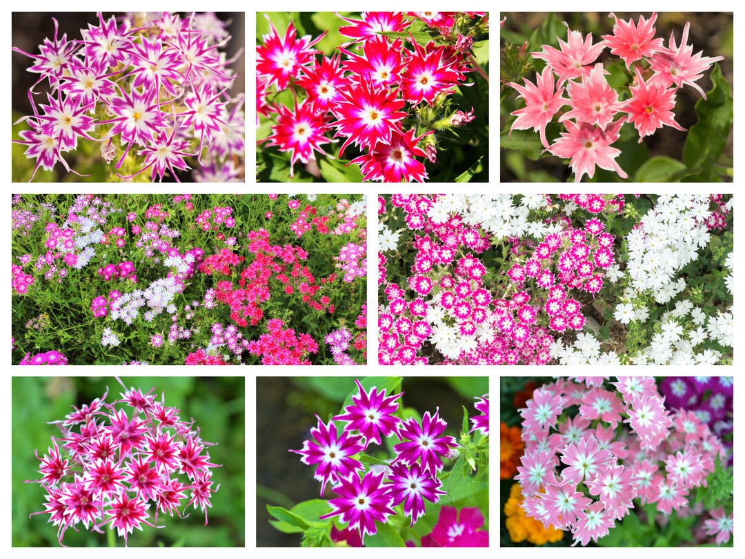 100 TWINKLE DWARF PHLOX Drummondii Cuspidata Var. Stellaris Star Mix ...