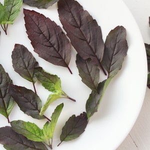 200 Purple Krishna Tulsi HOLY BASIL Ocimum Sanctum Tenuiflorum Herb ...