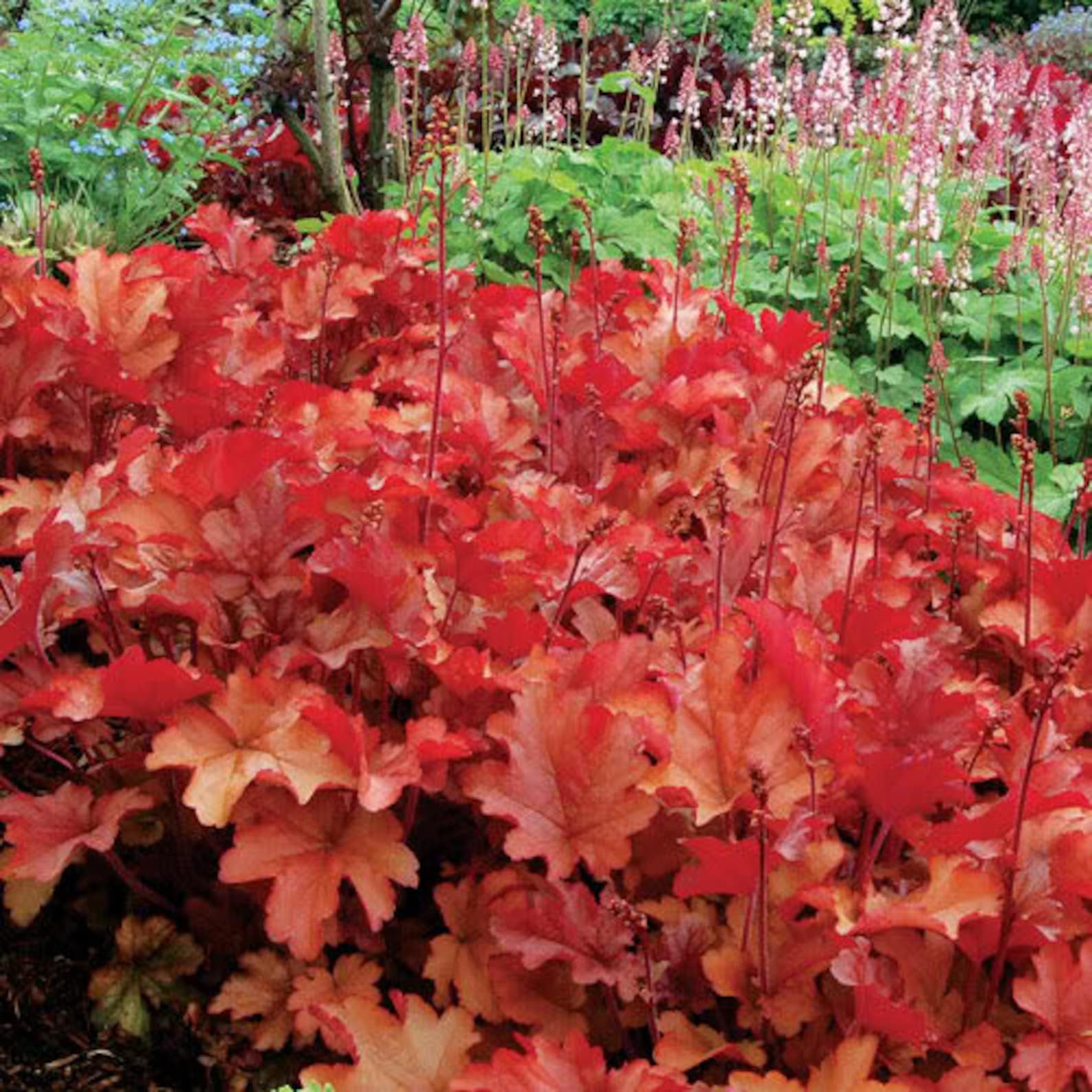 1200 Mixed Colors CORAL BELLS HEUCHERA Shade Flower Seeds - Etsy