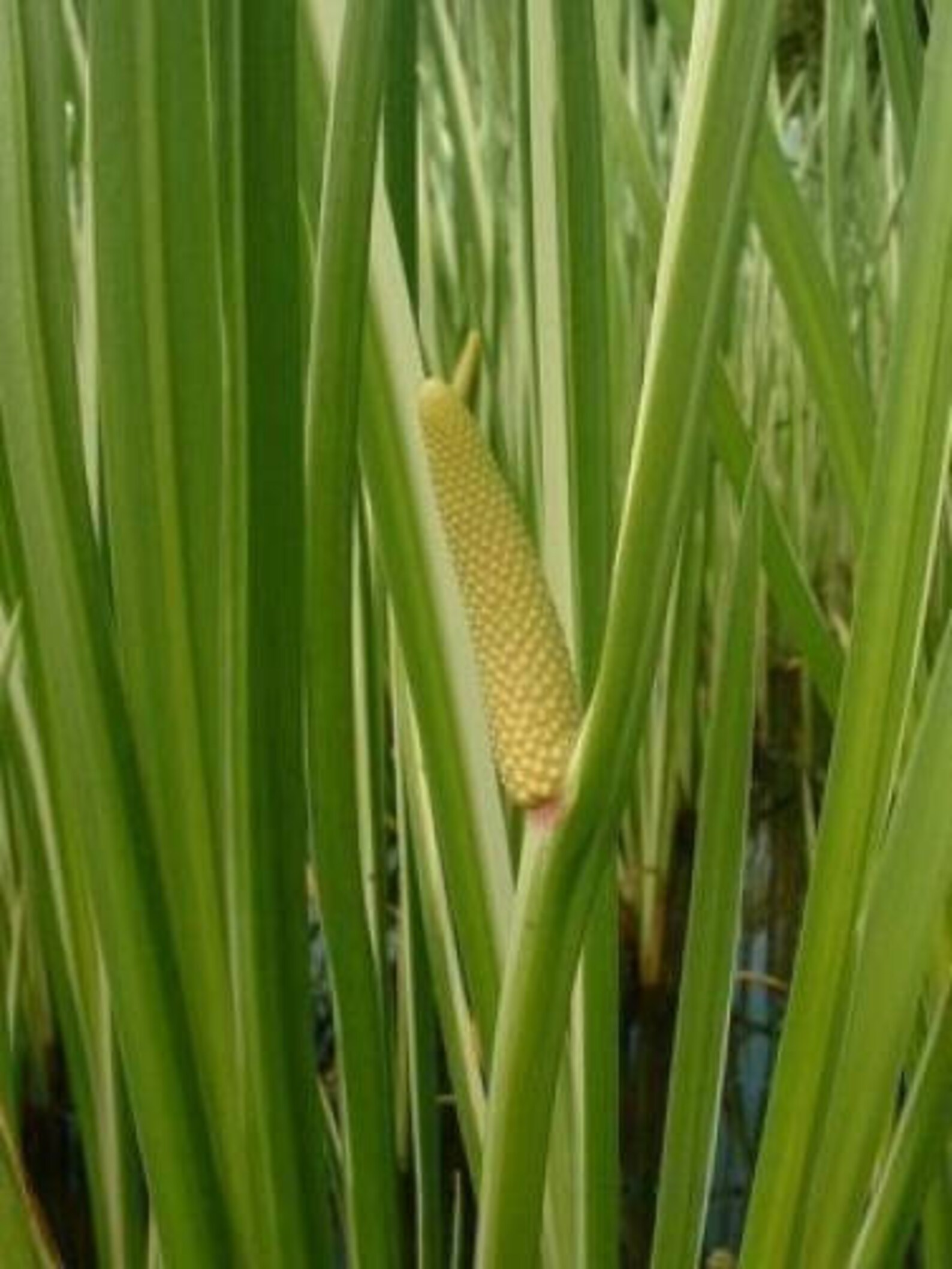 250 Sweet Flag Grass Wetland Pond Acorus Calamus Ornamental Etsy
