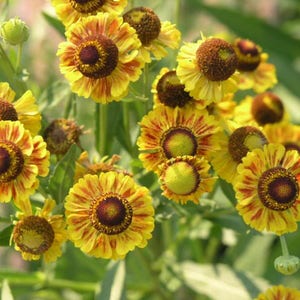 100 HELENIUM ' AUTUMN LEAVES ' Mix Helenium Autumnale Sneezeweed Mixed ...