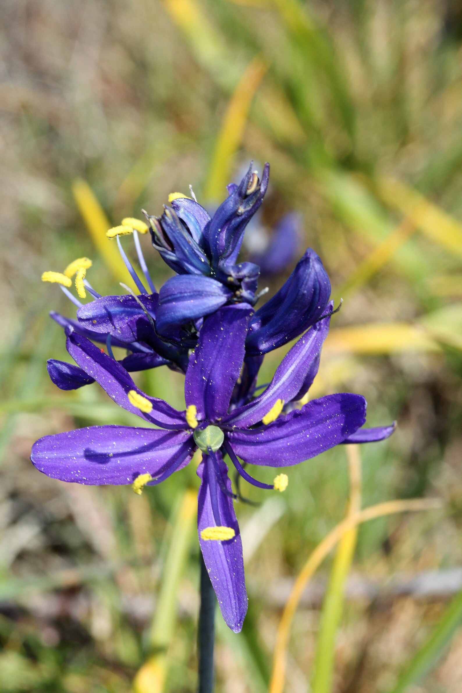 30 BLUE CAMAS Camass Lily Wild Indian Hyacinth Camassia - Etsy
