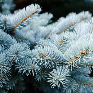 50 Colorado BLUE SPRUCE Tree Picea Pungens Glauca Christmas Tree White ...
