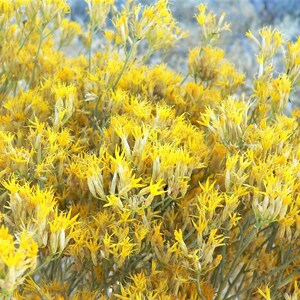 100 RUBBER RABBITBRUSH Chamisa Ericameria Nauseosa Native Desert Shrub ...