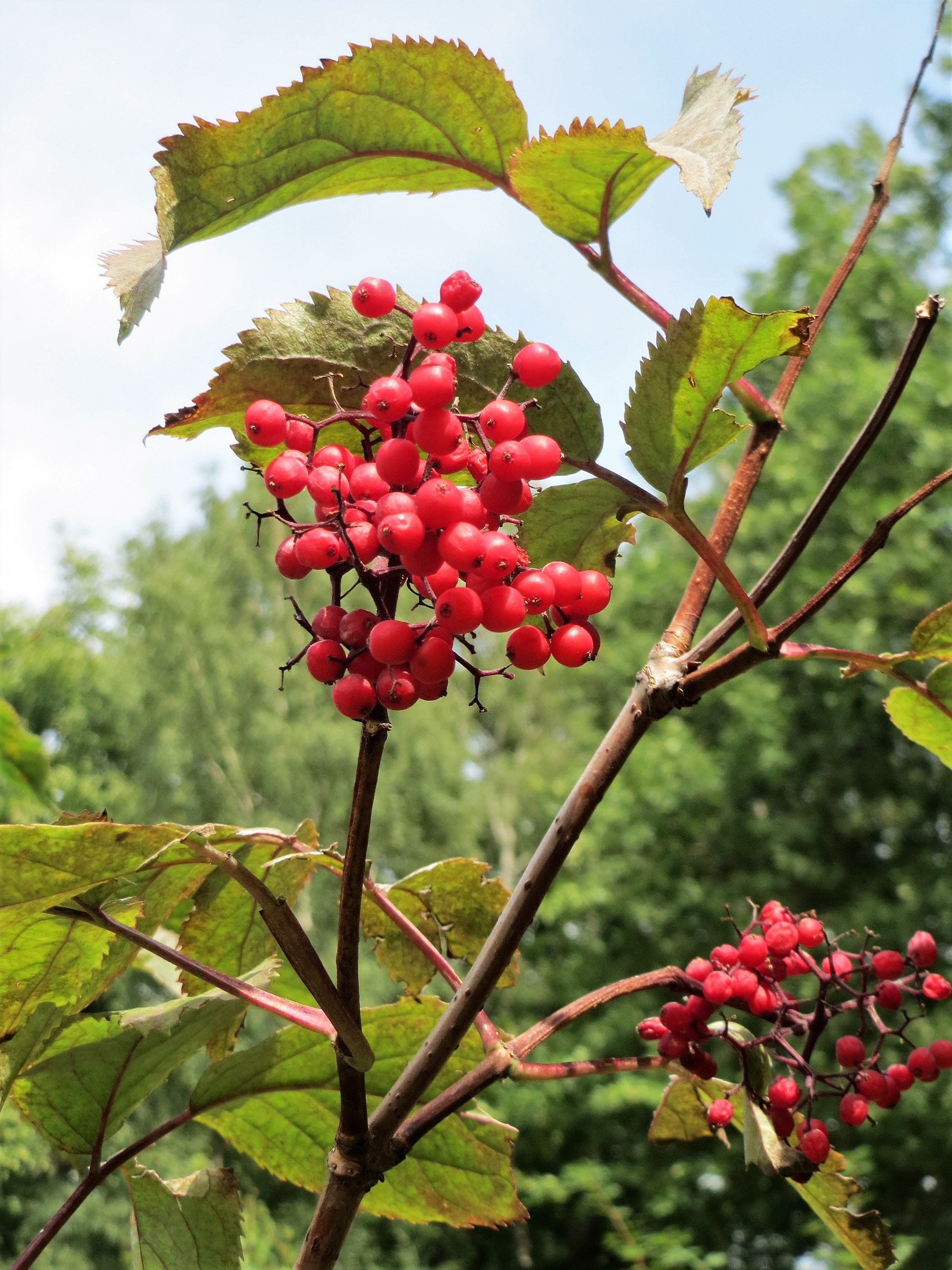 100 RED ELDERBERRY Sambucus Racemosa Scarlet Mountain Elder | Etsy