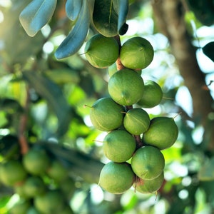 5 MACADAMIA NUT Tree Macadamia Integrifolia Brown Shell Beige Nut Fruit ...