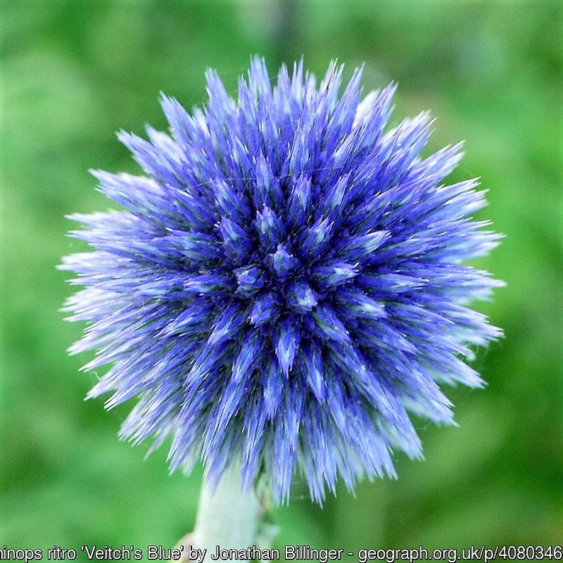 25 Blue GLOBE THISTLE Echinops Ritro Southern Globethistle - Etsy