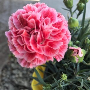 50 PICOTEE MIX CARNATION Dianthus Caryophyllus Double Bicolor Striped ...