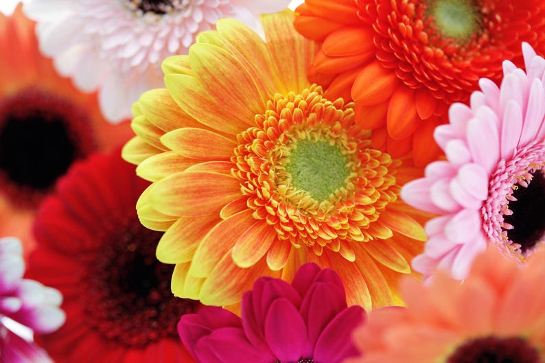 20 GERBER DAISY Mix Gerbera Jamesonii Aka Barberton or African Daisy ...