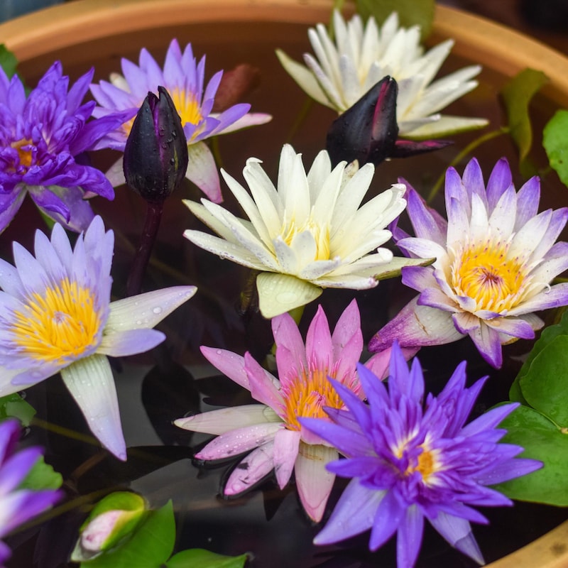 Dwarf Red Lotus - Etsy