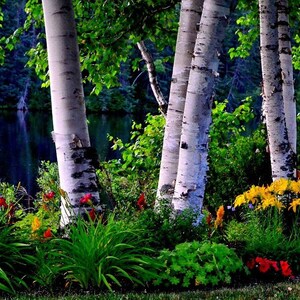 100 WHITE Japanese BIRCH TREE Betula Platyphylla Japonica Seeds - Etsy