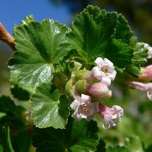 20 Red WAX CURRANT Edible Fruit Berries Pink Flowers Shrub Ribes Cereum ...