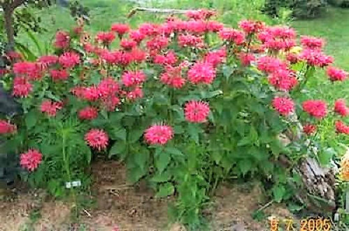 10 Panorama RED BEE BALM Monarda Didyma Oswego Tea Herb Flower | Etsy
