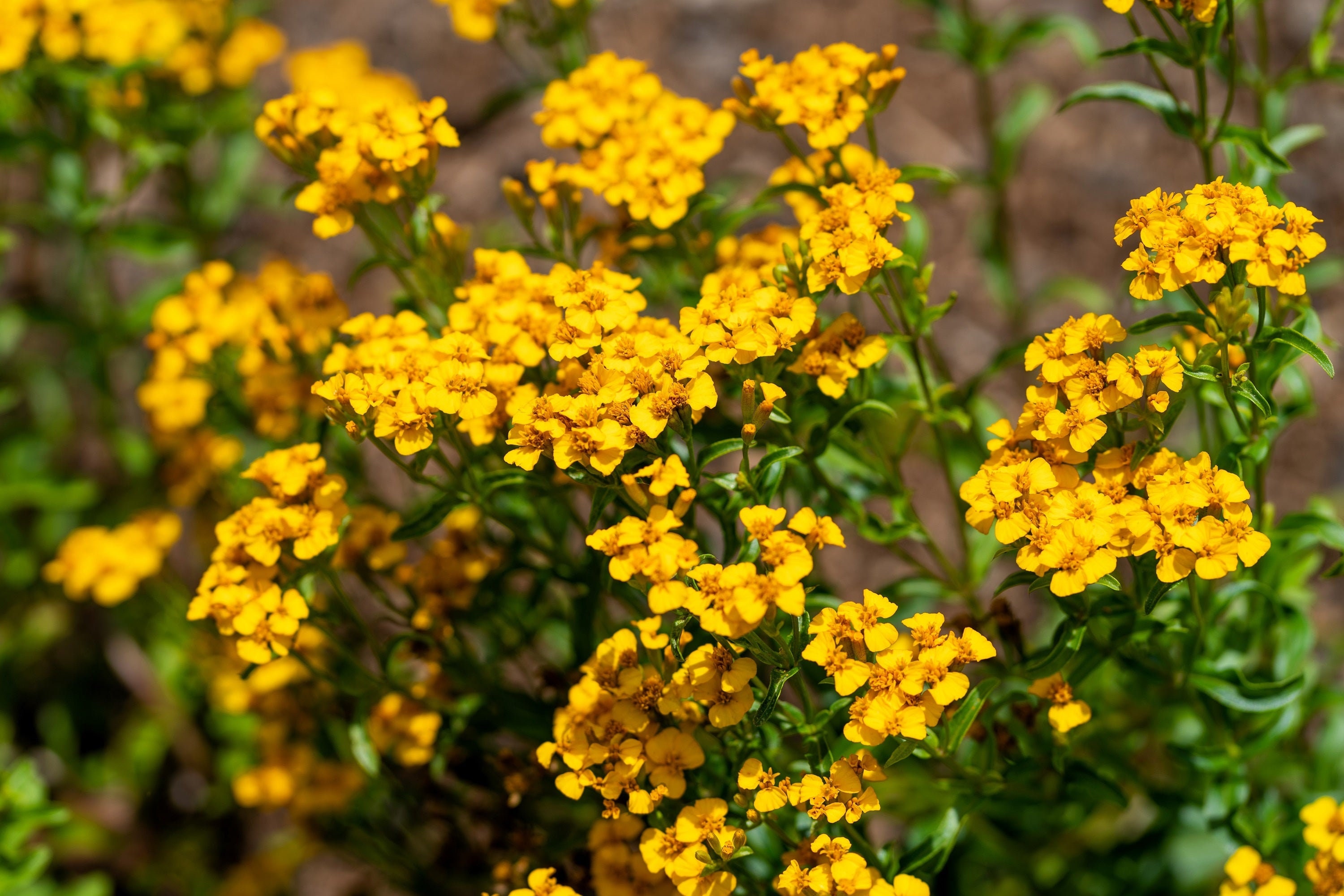 300 MEXICAN Mint MARIGOLD Spanish Tarragon Tagetes Lucida Flower Herb ...
