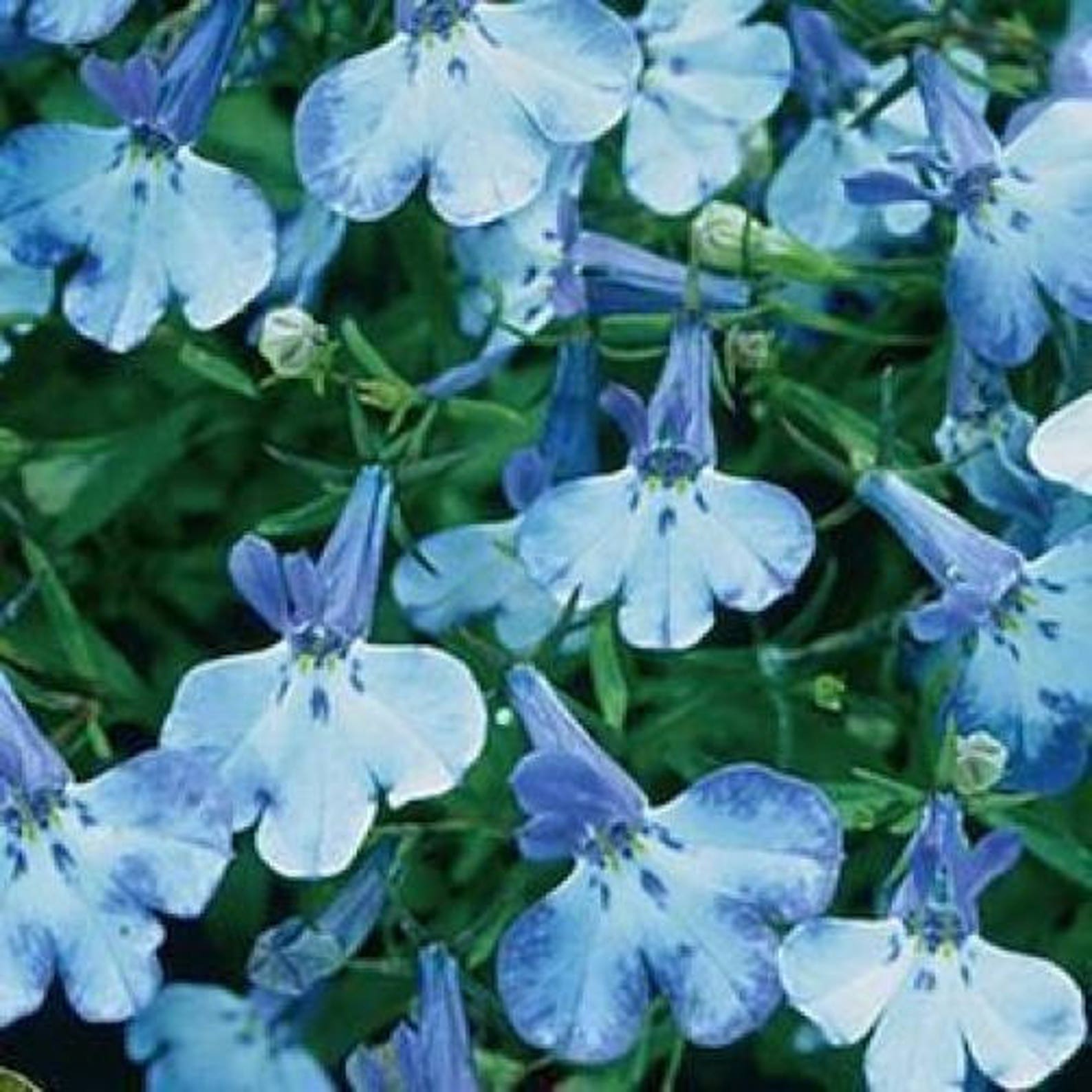200 BLUE SPLASH LOBELIA Regatta Blue & White Erinus Flower - Etsy