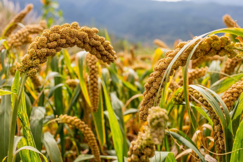 100 FOXTAIL MILLET Setaria Italica Ornamental Grass Flower Seeds *flat ...