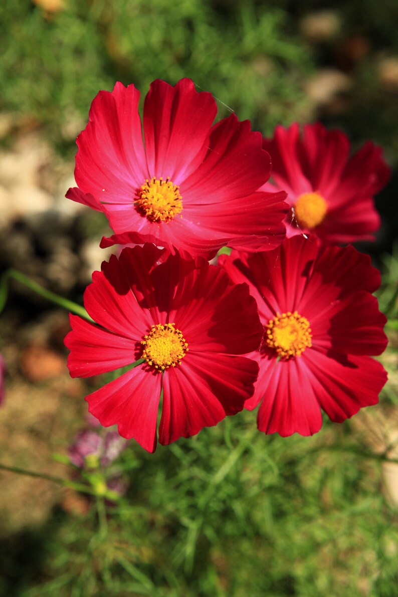 300 RED COSMOS DAZZLER Cosmos Bipinnatus Flower Seeds - Etsy