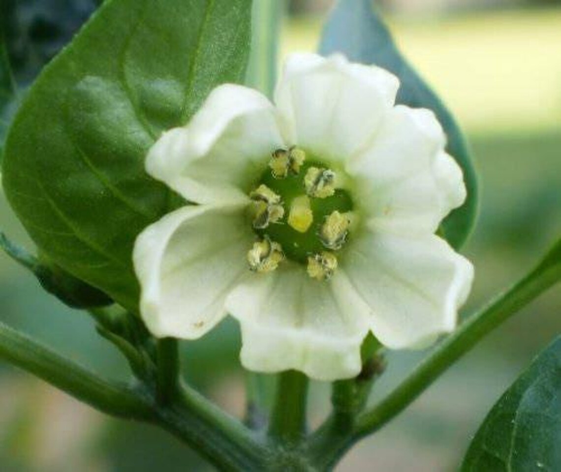 200 Sweet Green CALIFORNIA WONDER Bell PEPPER Capsicum Annuum Vegetable ...