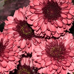 50 Tricolor DOUBLE PAINTED DAISY Chrysanthemum Carinatum Tanacetum ...
