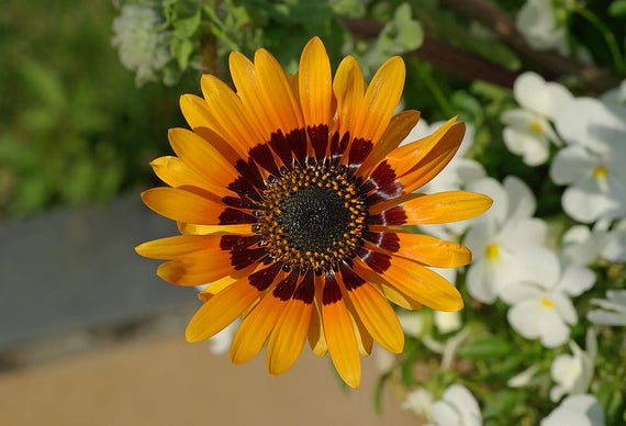 50 ORANGE PRINCE Cape DAISY Monarch of the Veldt Venidium - Etsy