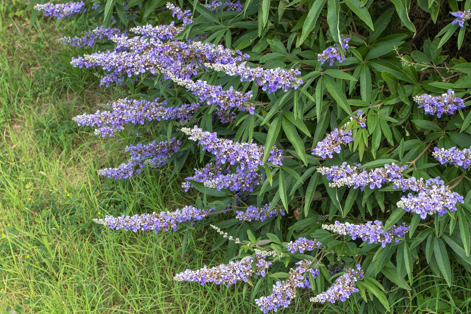 25 CHASTE BERRY TREE Vitex Agnus Castus Monk's Pepper Purple Fragrant ...