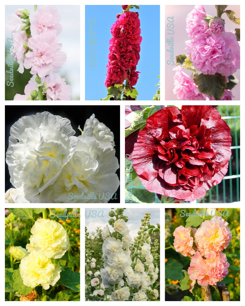 50 Dwarf Double HOLLYHOCK MAJORETTE MIX Alcea Rosea Red Pink - Etsy
