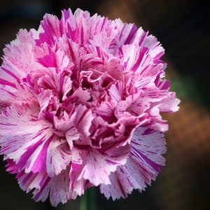 50 PICOTEE MIX CARNATION Dianthus Caryophyllus Double Bicolor Striped ...