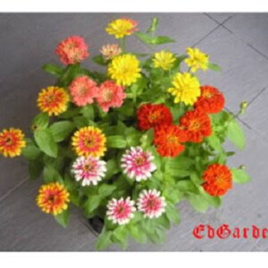 50 CAROUSEL MIX ZINNIA Elegans Carrousel Whirligig Mixed Colors Bicolor ...