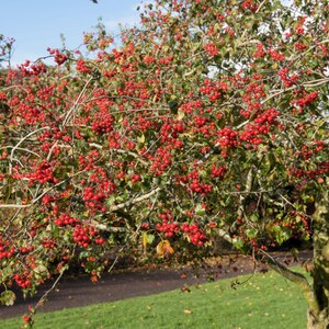 50 WASHINGTON HAWTHORN Mayflower Shrub Tree Edible Fruit & White ...