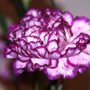 100 Mixed CARNATION / DOUBLE DIANTHUS Chinensis Flower Seeds comb S/H ...