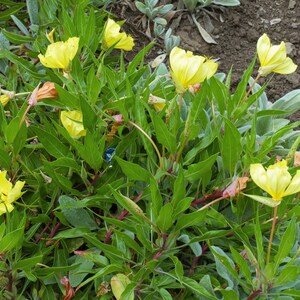 150 DWARF EVENING PRIMROSE ( Missouri Primrose / Ozark Sundrops ...