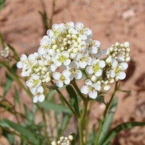 1000 Fine Curled PEPPERGRASS / PEPPERCRESS / WATERCRESS Lepidium ...