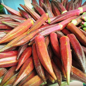 50 JING ORANGE OKRA Abelmoschus Esculentus Yellow & Red Flower Red ...