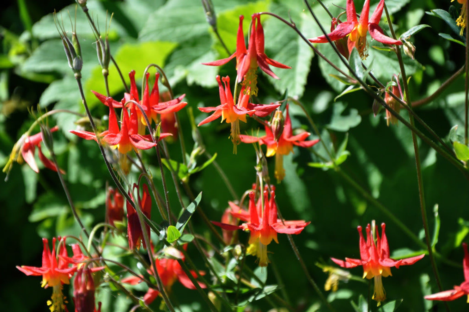 100 WILD/ CANADIAN COLUMBINE Aquilegia Canadensis Flower Seeds - Etsy