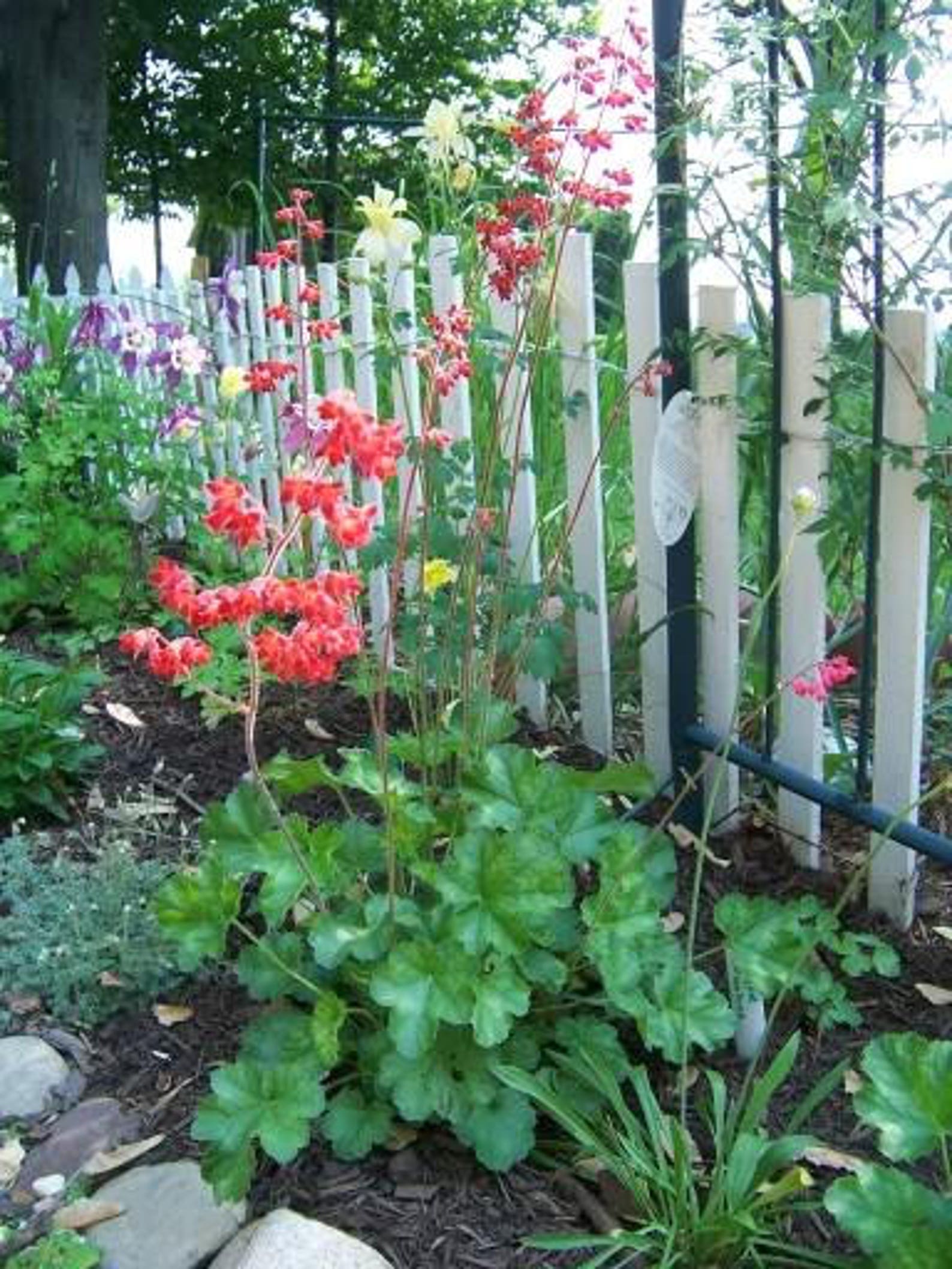 100 HEUCHERA FIREFLY Coral Bells Heuchera Sanguinea Red Flower - Etsy