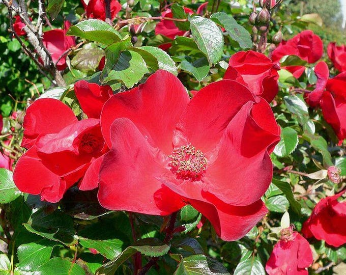 Japanese Rugosa Rose, Rosa Rugosa, Extremely Hardy, Dark Pink Flowers ...