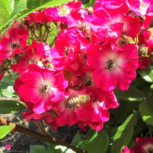 25 SWEET BRIAR ROSE Multiple Shades of Pink Eglantine Rose Rosa ...