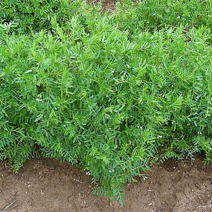 100 GOLD LENTIL Bush Lens Culinaris Golden Yellow Vegetable - Etsy