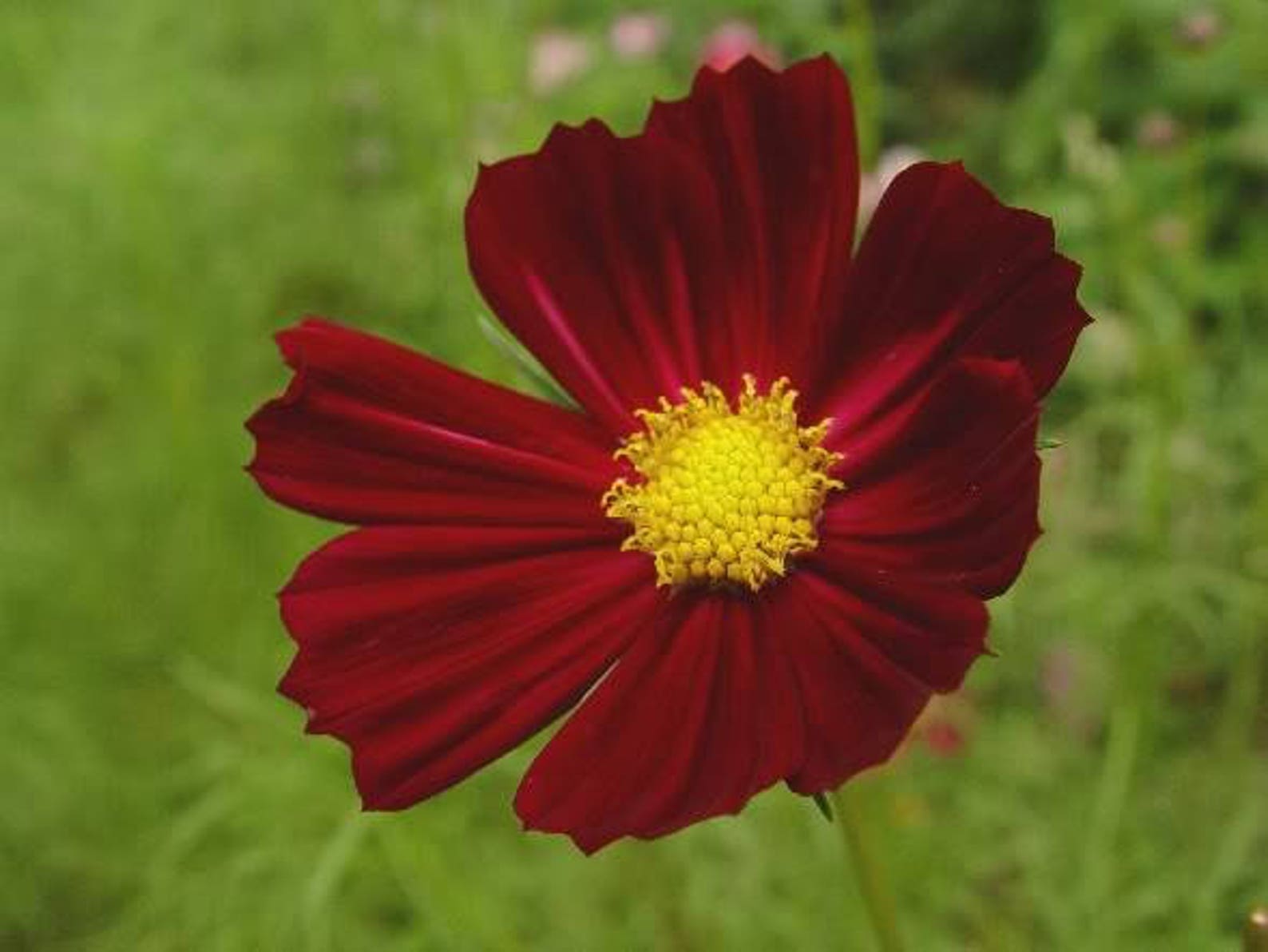300 RED COSMOS DAZZLER Cosmos Bipinnatus Flower Seeds | Etsy