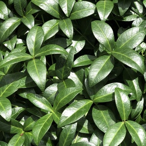 20 TRUE MYRTLE Myrtus Communis Aka Common & Sweet Myrtle Fragrant White ...