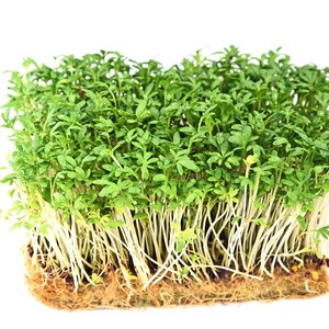 1000 Fine Curled PEPPERGRASS / PEPPERCRESS / WATERCRESS Lepidium ...