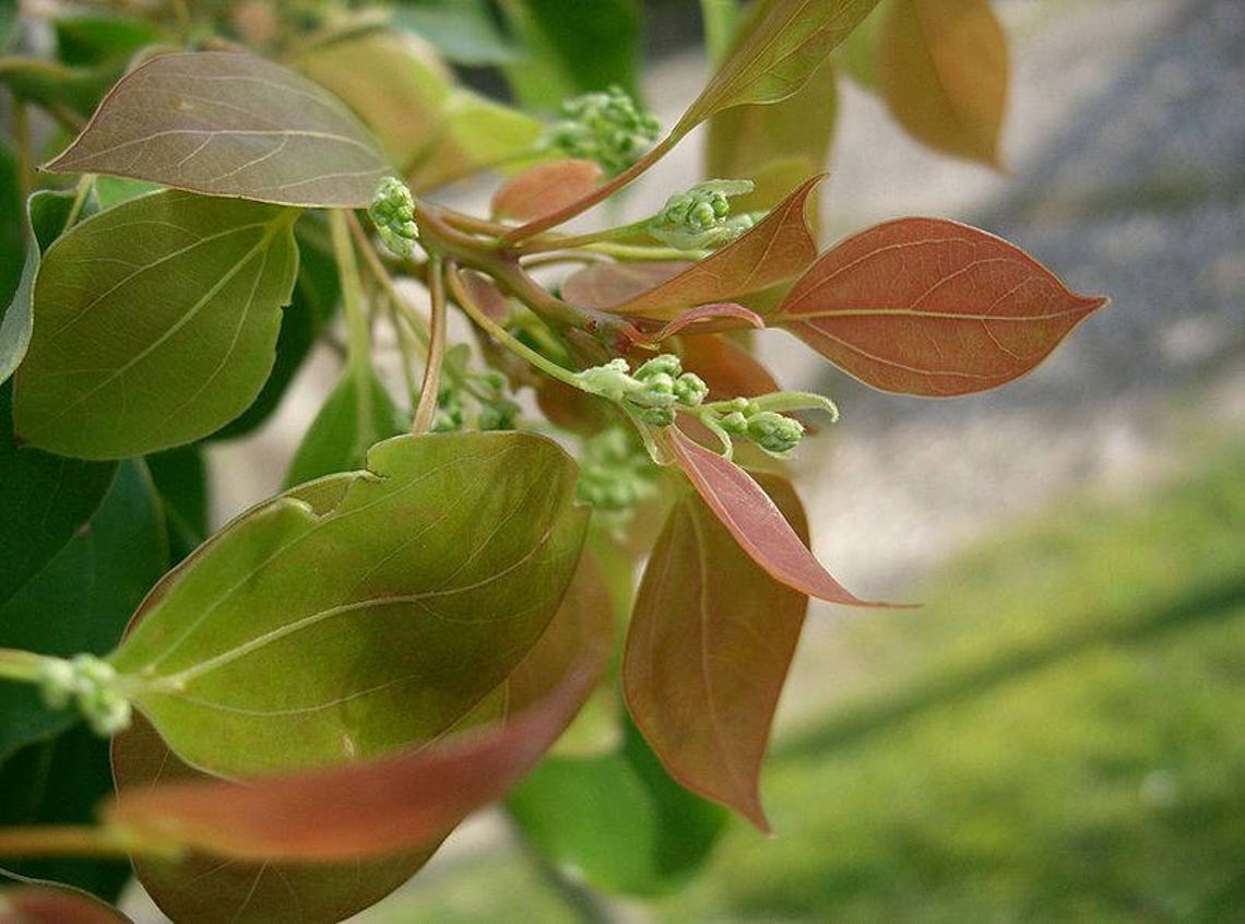 5 CAMPHOR TREE Laurel Cinnamomum Camphora Camphorwood White - Etsy