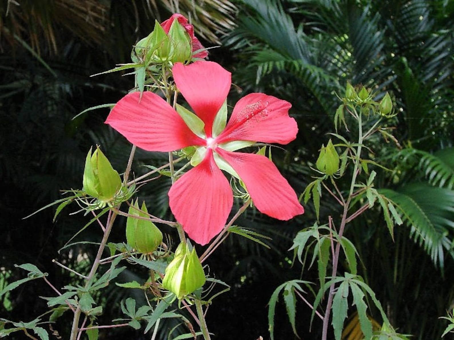 10 Red TEXAS STAR HIBISCUS Coccineus Scarlet Rosemallow Flower - Etsy