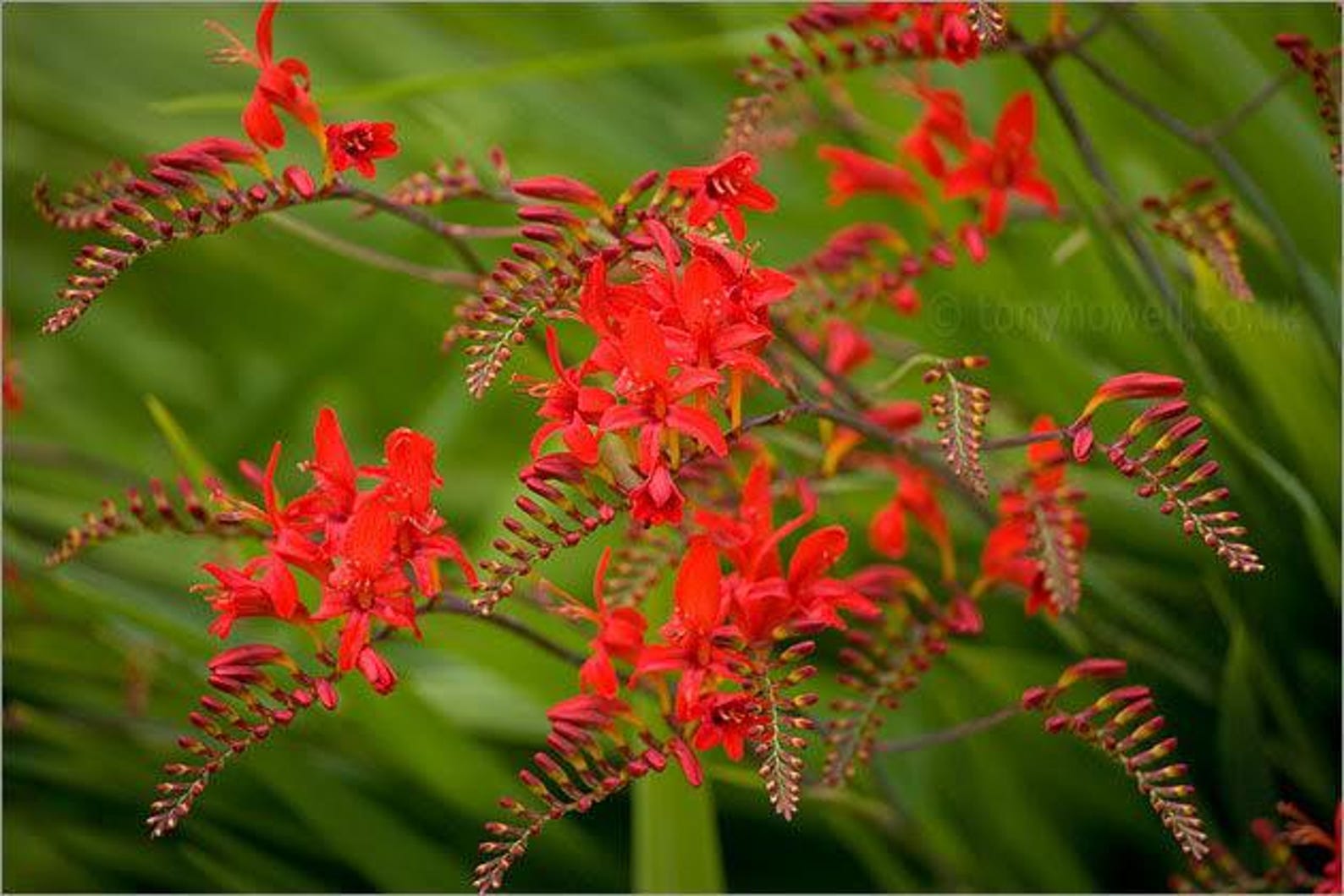 10 RED LUCIFER CROCOSMIA Crocosmia Masoniorum Flower Seeds - Etsy