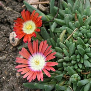 100 Gelato Bright RED ICE PLANT Mesembryanthemum Daisy Livingstone ...