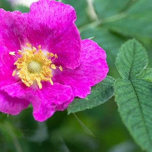 25 SWEET BRIAR ROSE Multiple Shades of Pink Eglantine Rose Rosa ...