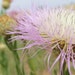 25 AMERICAN ROSE centaurea Aloha / American Starflower / American ...